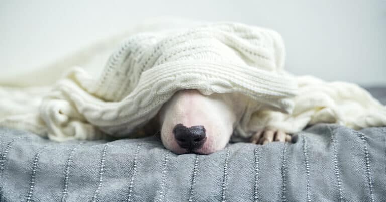 What Is A Normal Temperature For A Dog? Canine Body Temperature ...