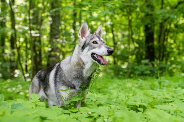 14 Dog Breeds That Look Like Wolves (With Info & Pictures) – Dogster