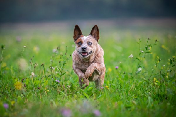 Red Heeler (Red Australian Cattle Dog): Info, Pictures, Origin ...
