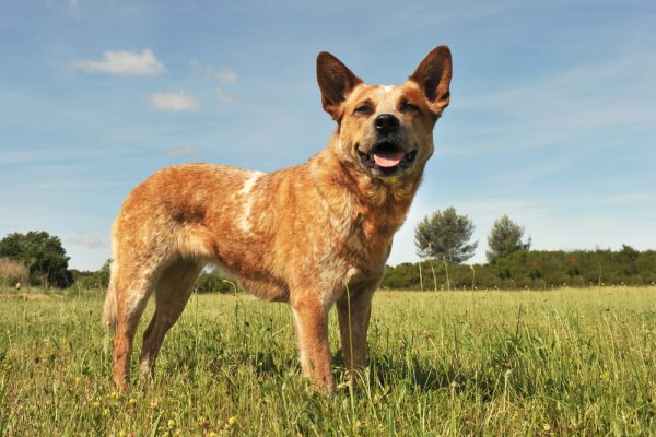 Top 13 Cattle Dog Breeds: Info & Descriptions (With Pictures) – Dogster