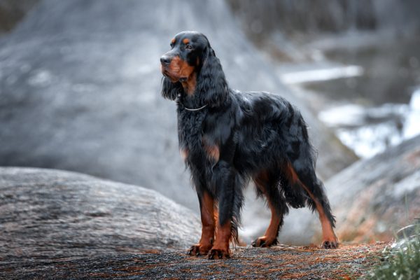 15 Scottish Dog Breeds (With Info & Pictures) – Dogster
