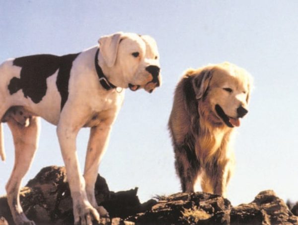 List Of 100 Movies With Dogs, Ranked By Fans, 54% OFF