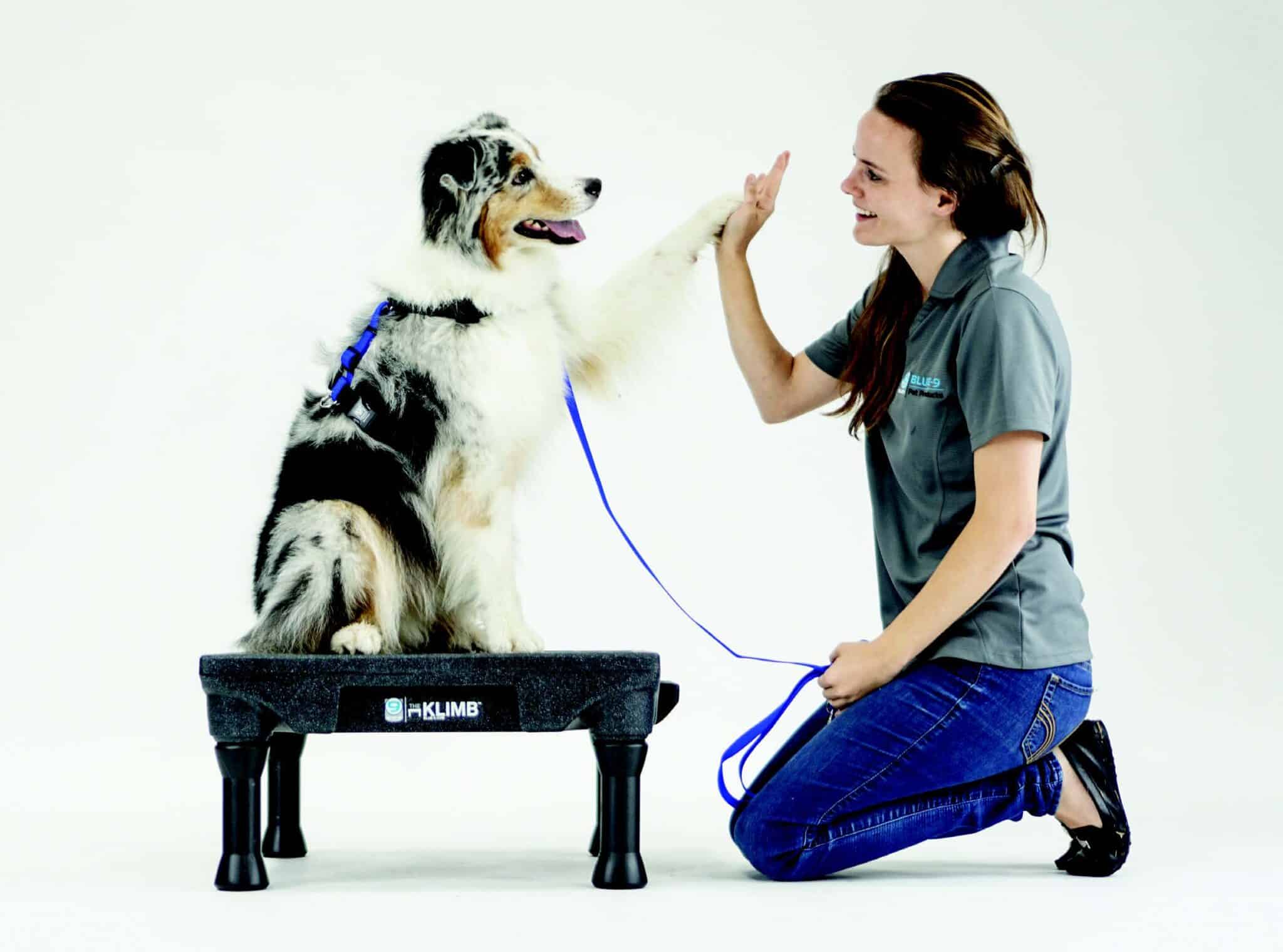 Dog Platform Training: Interesting Facts & Tips – Dogster