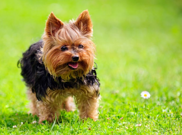 6 Types of Yorkie Dog Breeds (With Info & Pictures) – Dogster