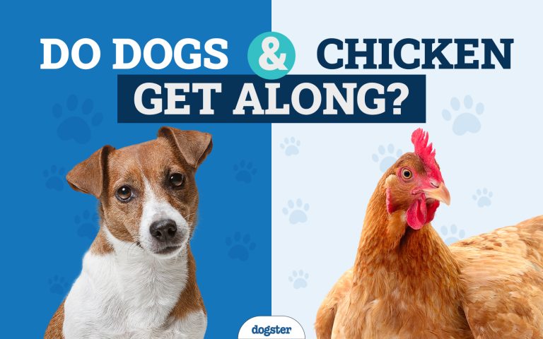 Keeping Dogs & Chickens Together: Vet-Approved Compatibility Guide ...