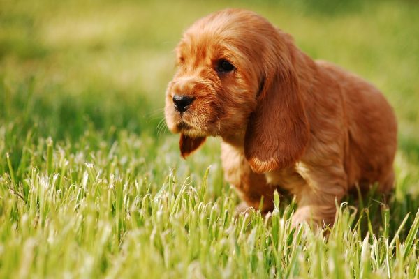 Cocker Spaniel Dog Breed: Info, Pictures, Facts & Traits – Dogster