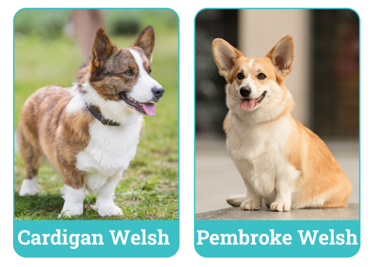 Cardigan Welsh vs Pembroke Welsh Corgi: Vet-Reviewed Differences (With ...