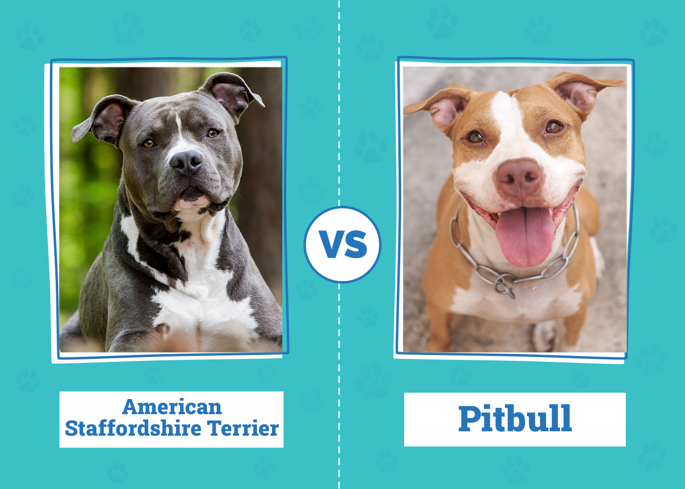 Terrier American Pitbull Mix