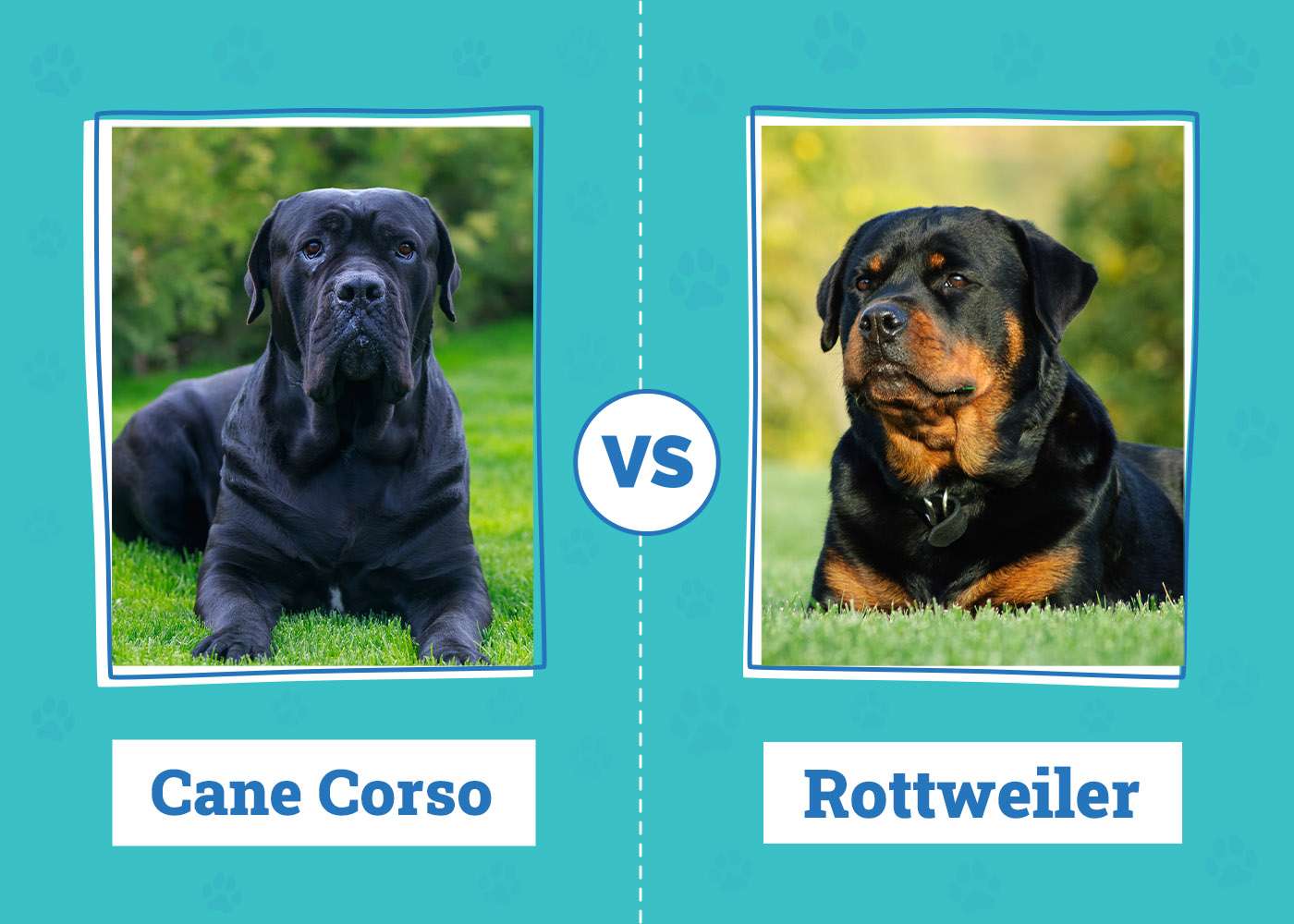 Cane Corso vs Rottweiler: Which to Choose? (With Pictures) – Dogster