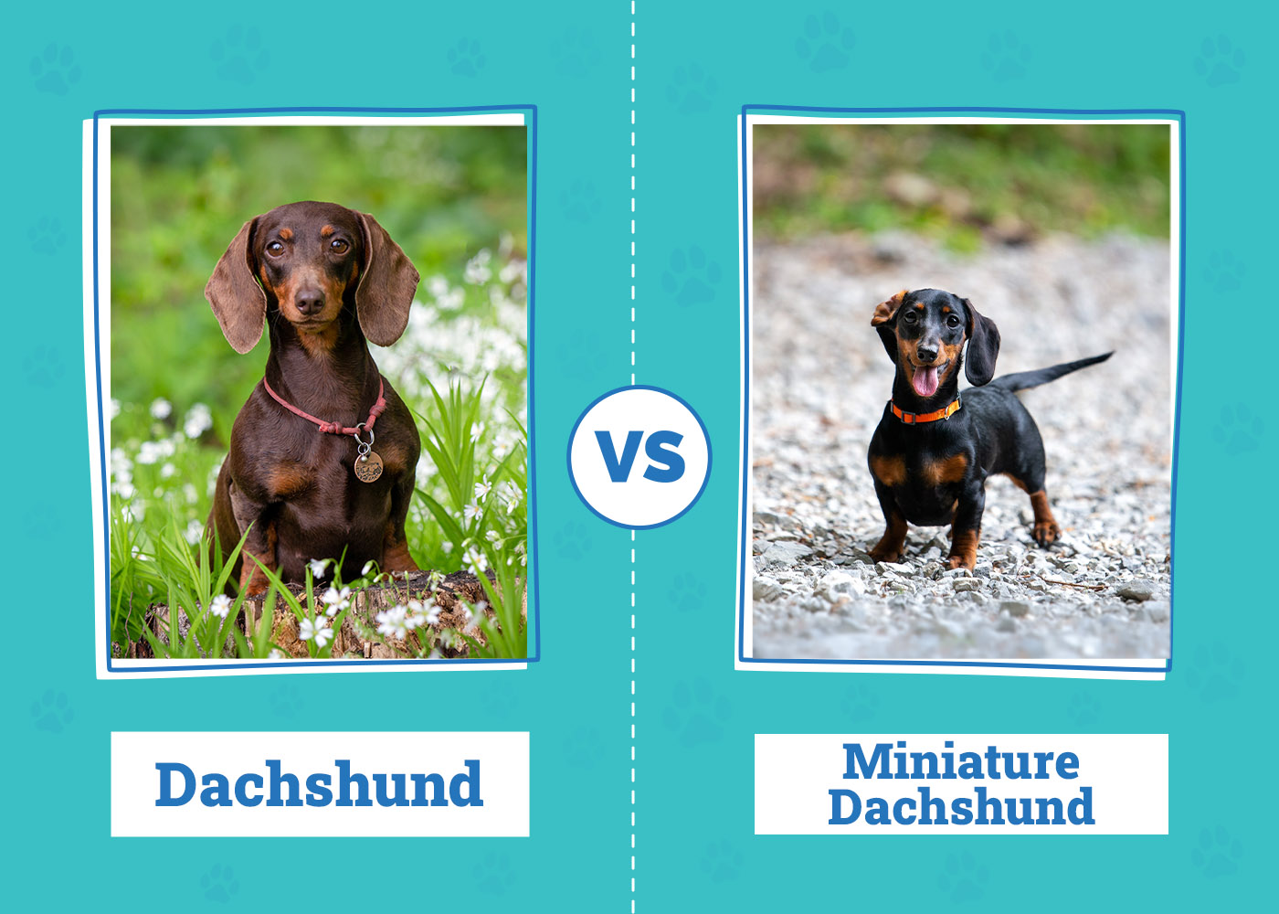 Dachshund vs. Miniature Dachshund: The Differences (With Pictures ...