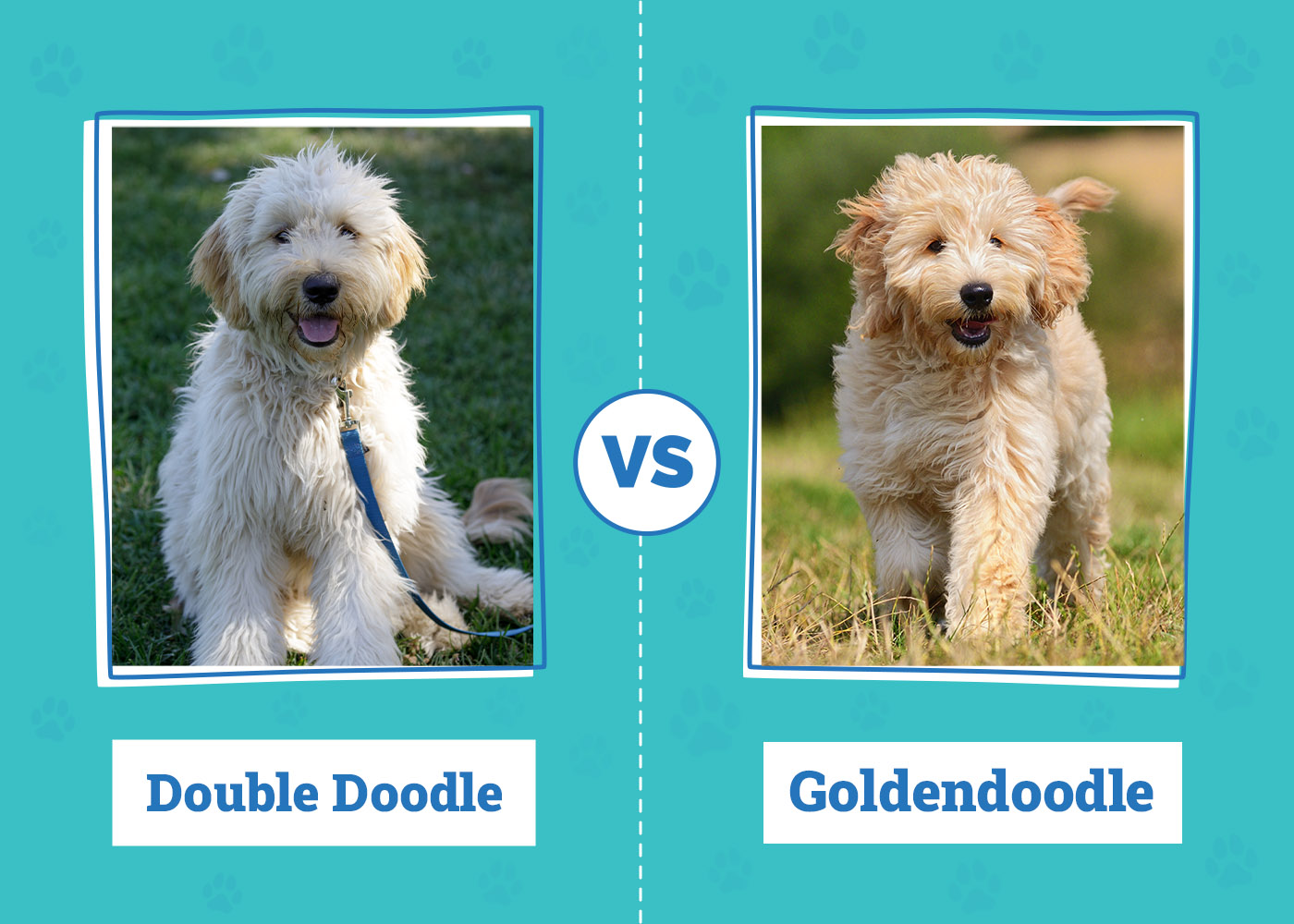 Double Doodle vs. Goldendoodle: The Differences (With Pictures) – Dogster