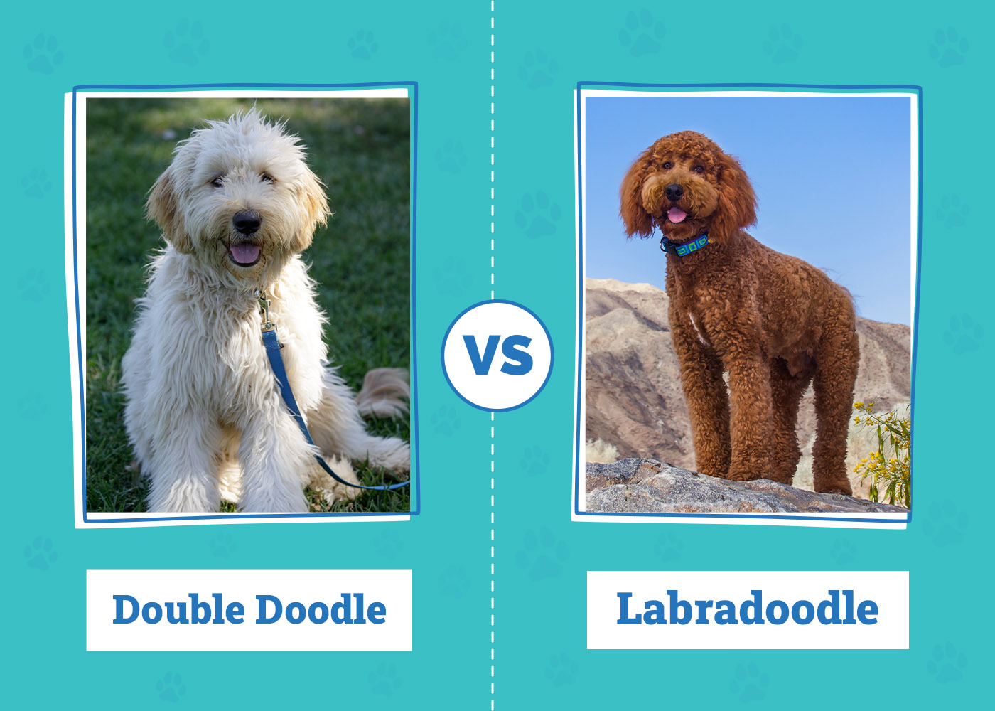 Double Doodle vs. Labradoodle: Key Differences (With Pictures) – Dogster