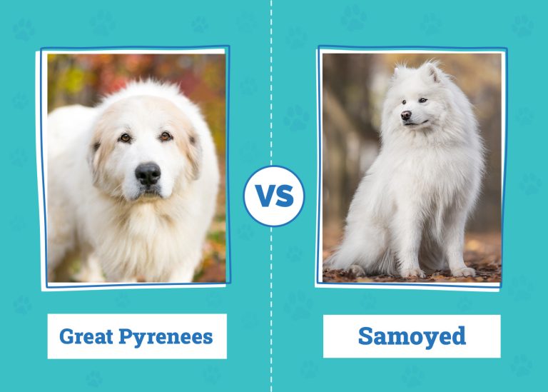 Great Pyrenees vs. Samoyed: The Differences (With Pictures) – Dogster