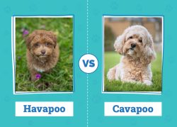Havapoo vs. Cavapoo: Differences Explained (With Pictures) – Dogster