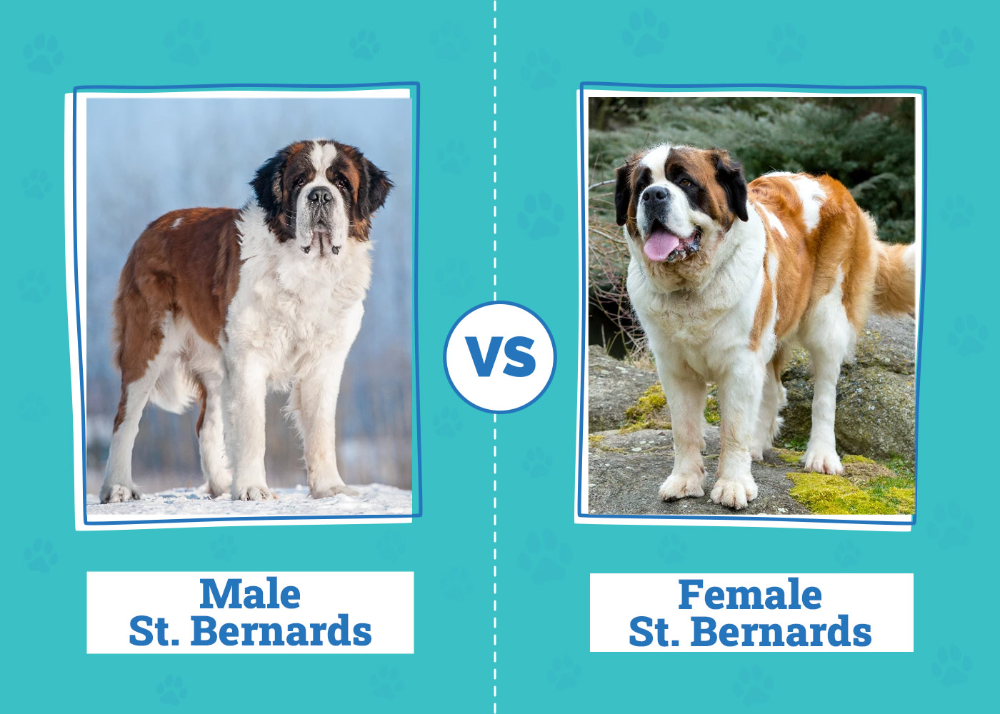 Male vs Female St. Bernards: What’s the Difference (With Pictures ...
