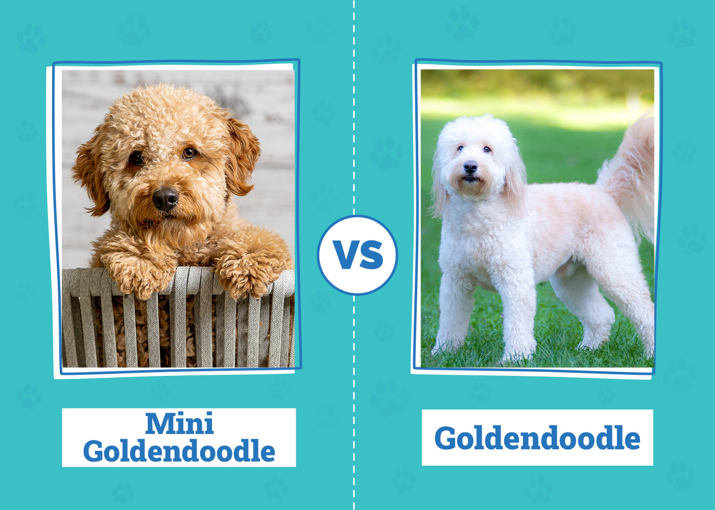 Mini Goldendoodle vs Goldendoodle: Differences Explained (With Pictures ...