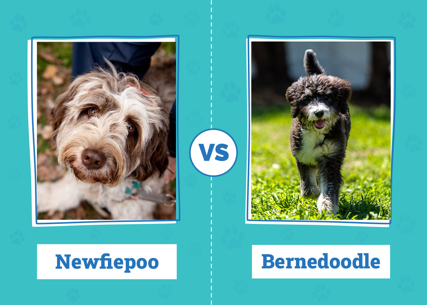Newfiepoo vs Bernedoodle: Differences Explained (With Pictures) – Dogster