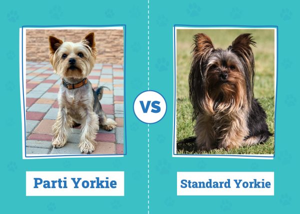 Parti Yorkie vs. Standard Yorkie: Key Differences (With Pictures) – Dogster