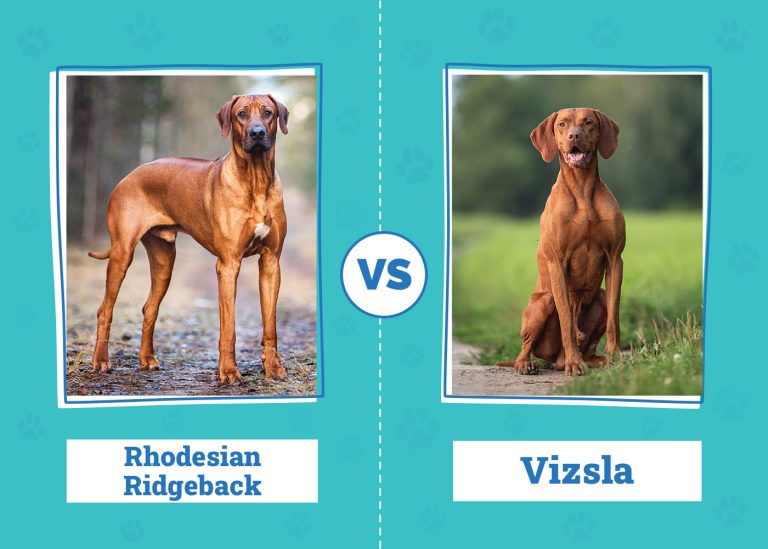 Rhodesian Ridgeback vs. Vizsla: Main Differences (With Pictures) – Dogster
