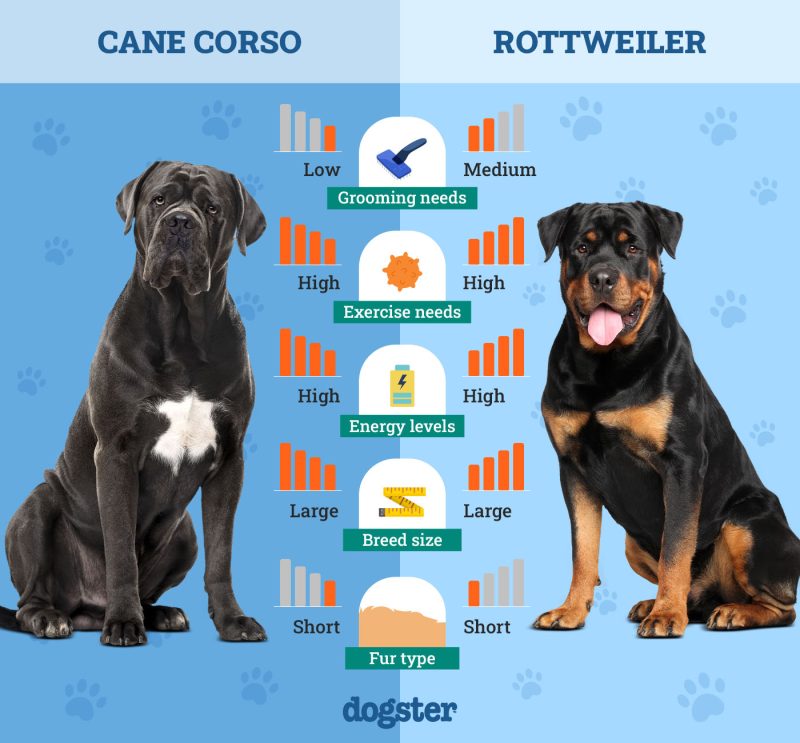 Cane Corso vs Rottweiler: Which to Choose? (With Pictures) – Dogster