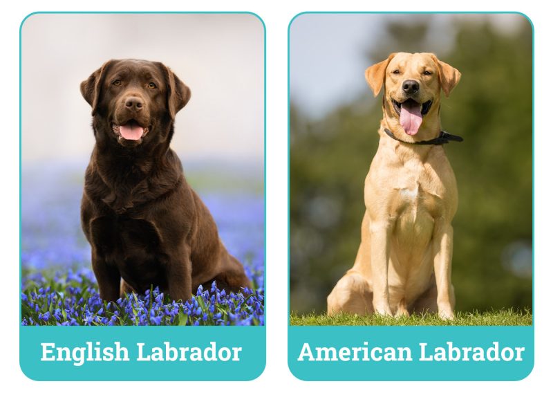 English vs American Labrador: The Main Differences (With Pictures ...
