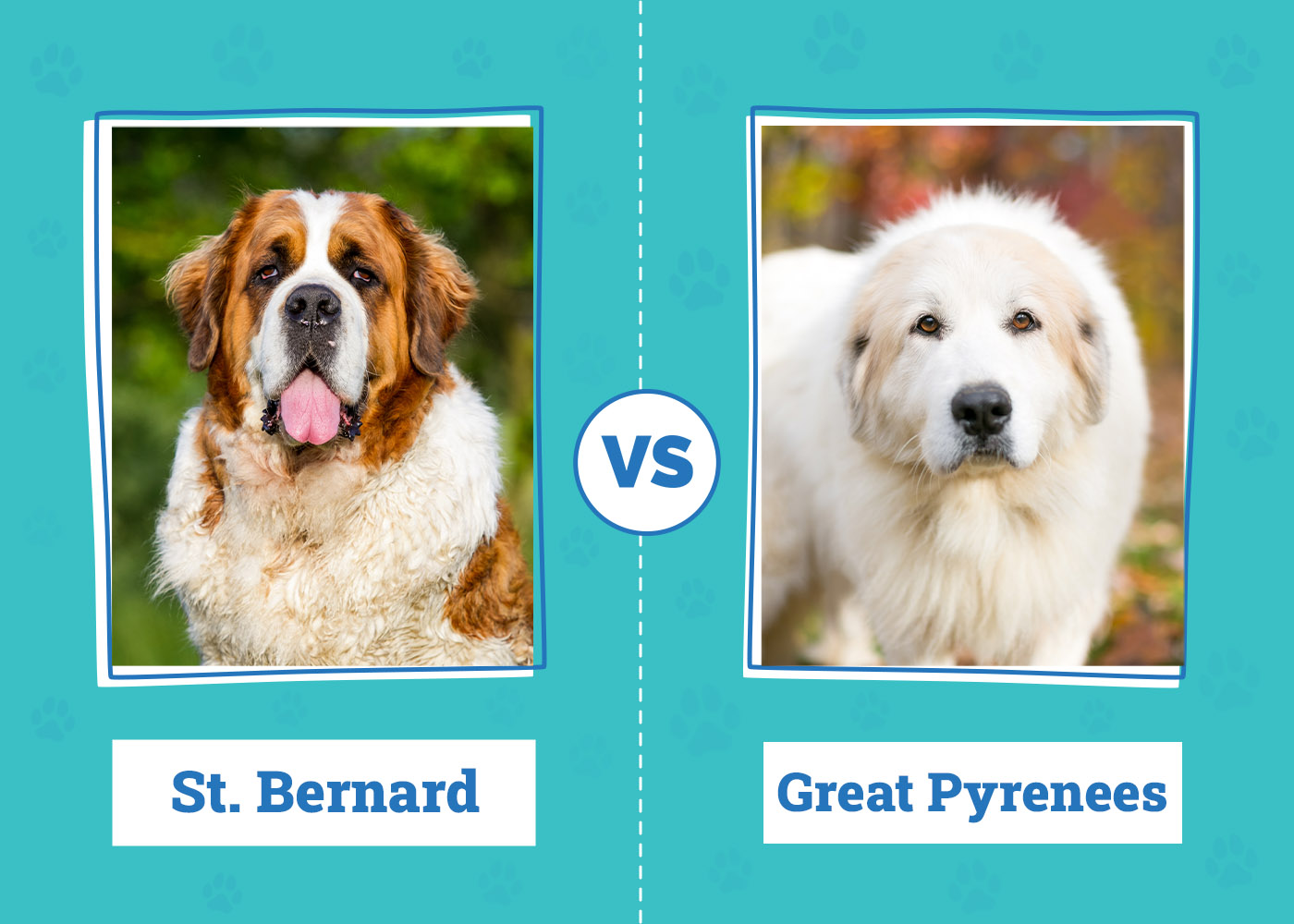 St. Bernard vs. Great Pyrenees: The Differences (With Pictures) – Dogster