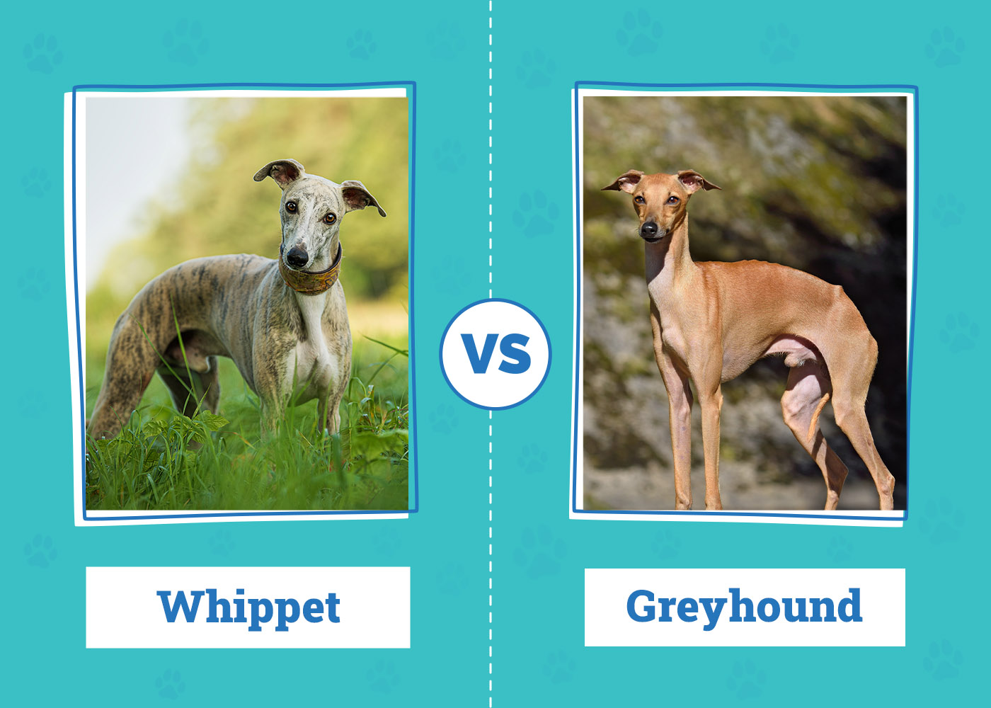 Whippet vs. Greyhound: The Differences (With Info & Pictures) – Dogster