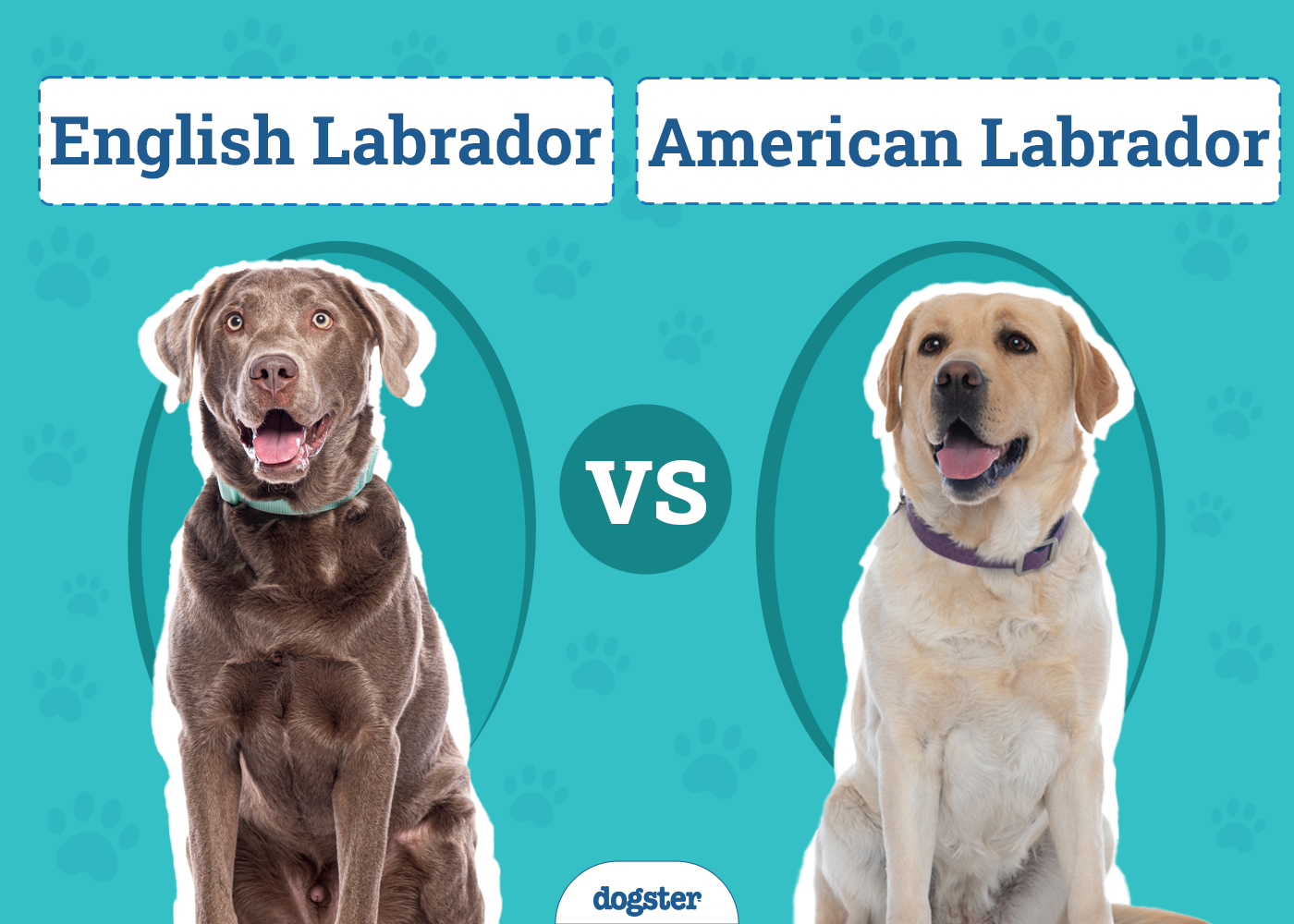 English vs American Labrador: The Main Differences (With Pictures ...