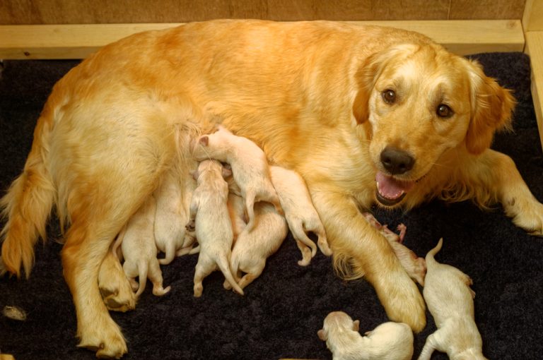 What Is the Runt of the Litter? Vet-Verified Explanation, Health Risks ...