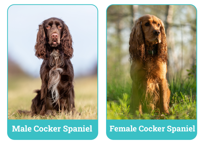 Male vs Female Cocker Spaniels: The Differences (With Pictures) – Dogster