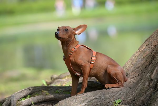 Why Do Dogs Put Their Ears Back? Vet-Approved Guide to Ear Positions ...