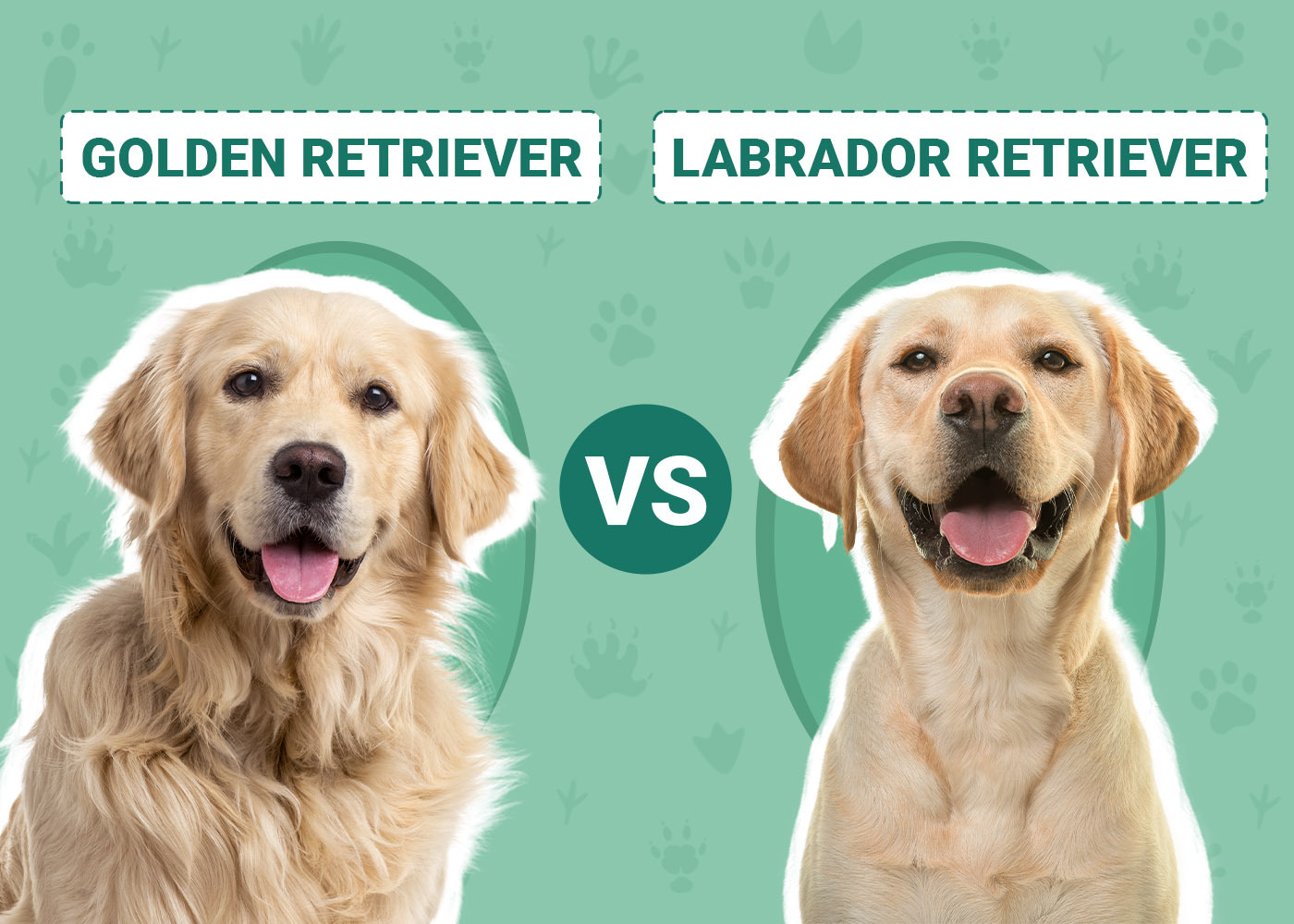 Golden Retriever vs Labrador Retriever: The Key Differences (With ...