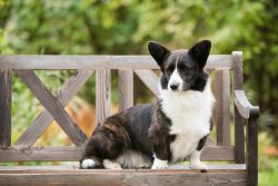 Cardigan Welsh vs Pembroke Welsh Corgi: Vet-Reviewed Differences (With ...