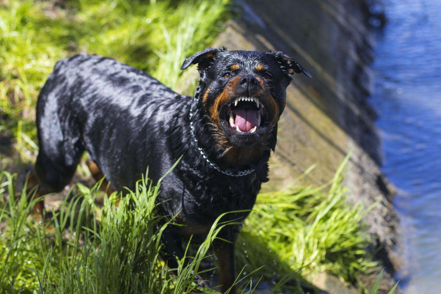Are Rottweilers Dangerous? What the Data Says – Dogster