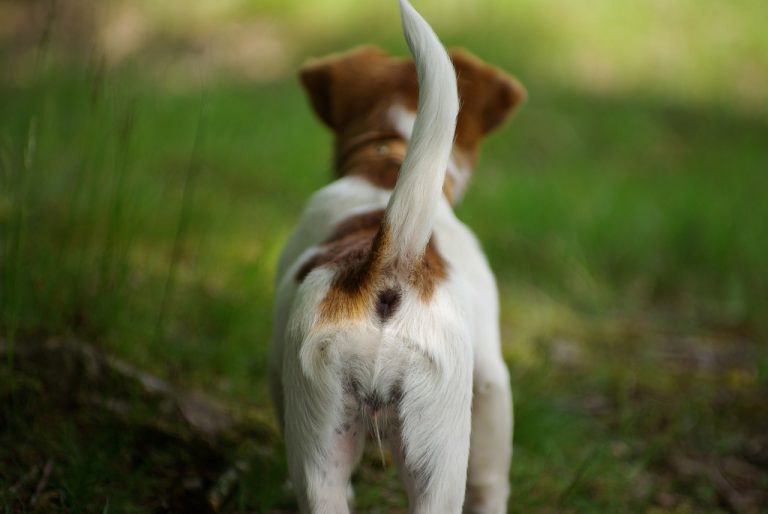 Do Dogs Have Bones in Their Tails? Vet-Verified Facts & Info – Dogster