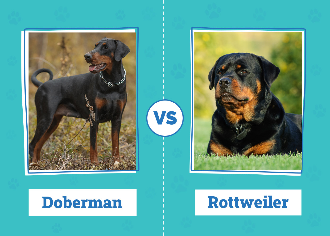 Doberman vs Rottweiler: The Key Differences (With Pictures) – Dogster