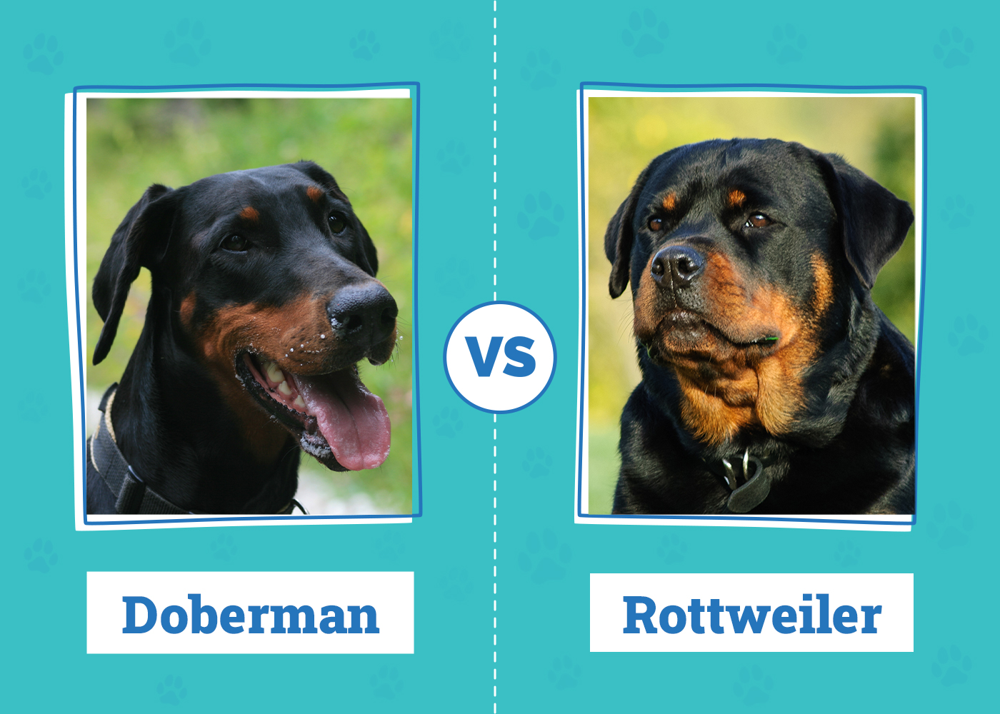 Doberman vs Rottweiler: The Key Differences (With Pictures) – Dogster