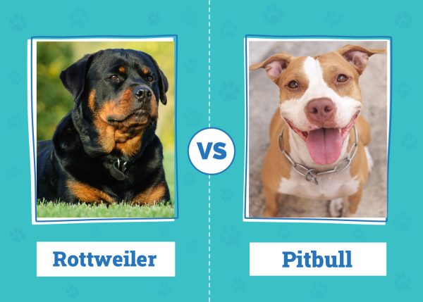 Rottweiler vs. Pit Bull: The Differences (With Pictures) – Dogster