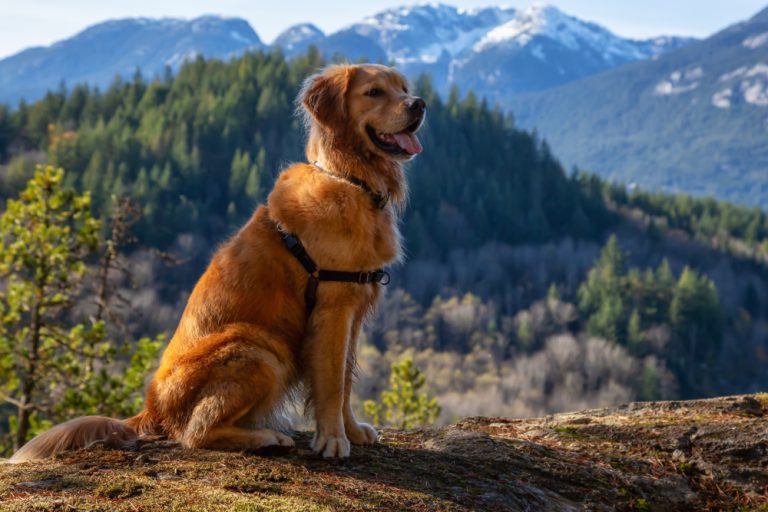Golden Retriever Dog Breed: Info, Pictures, Care & More – Dogster