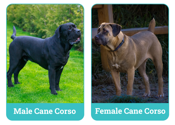 Male vs. Female Cane Corso: The Differences (With Pictures) – Dogster