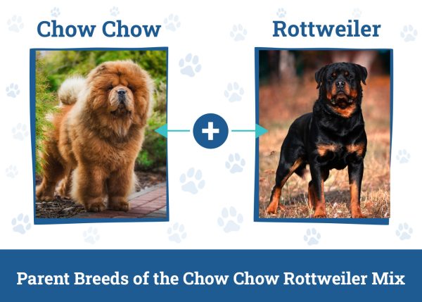 Chow Chow Rottweiler Mix Breed: Info, Pictures, Temperament & More ...