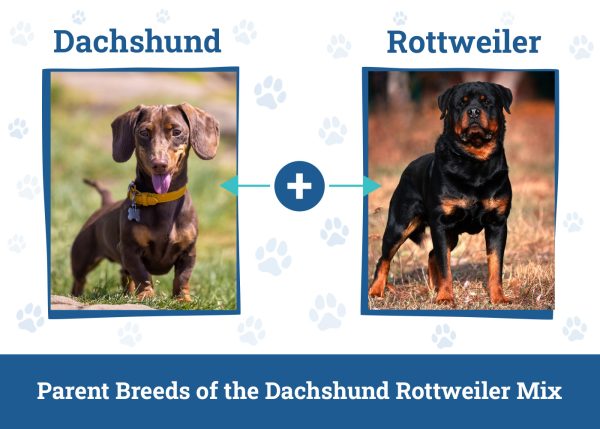 Dachshund Rottweiler Mix: Info, Pictures, Care Guide & More – Dogster
