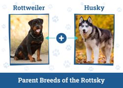 Rottsky (Rottweiler & Husky Mix) Breed: Info, Pictures, Temperament ...