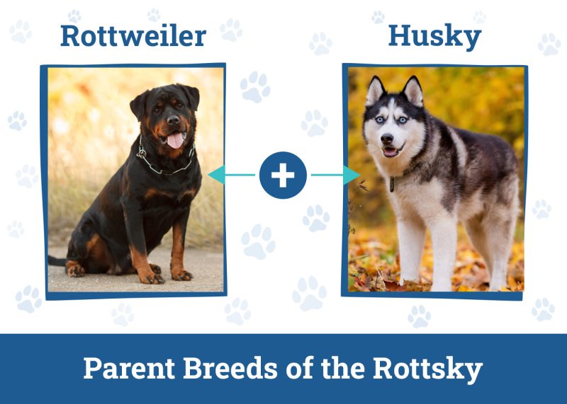 Rottsky (Rottweiler & Husky Mix) Breed: Info, Pictures, Temperament ...