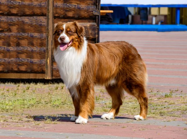 Border Collie Dog Breed: Info, Pictures, Care & More – Dogster