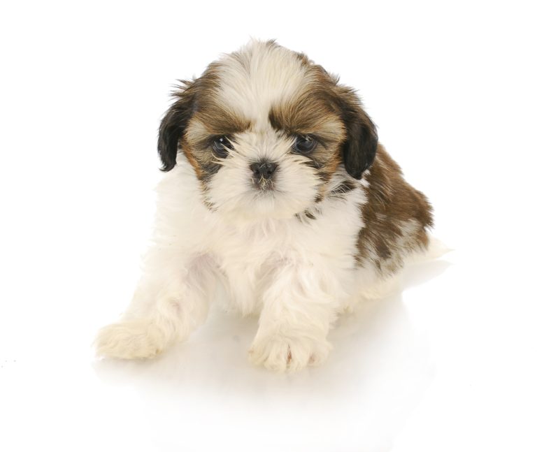 Shih Tzu Dog Breed: Info, Pictures, Care & More – Dogster