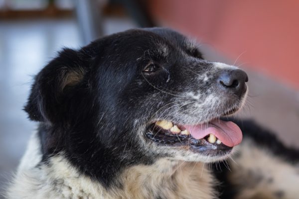 Why Is My Dog Panting at Night? 9 Vet-Explained Reasons – Dogster