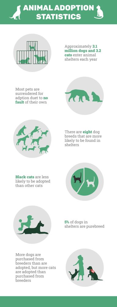 17 Pet Adoption Statistics & Facts to Know in 2025 – Dogster