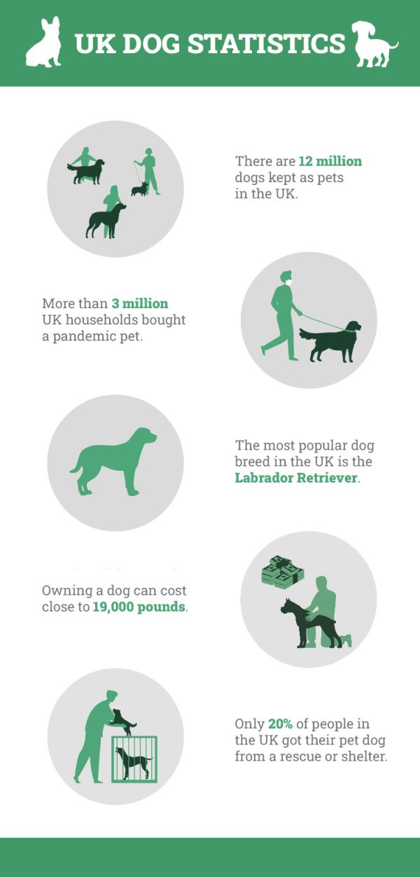 10 UK Dog Statistics All Pet Lovers Should Know in 2025 – Dogster