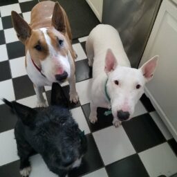 Going Back to the Office? Here’s How to Prepare Your Dog – Dogster